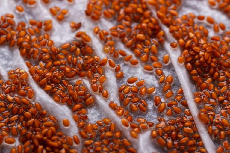 15 Amazing Halim Seeds/ Aliv Seeds Benefits, Uses & Side Effects