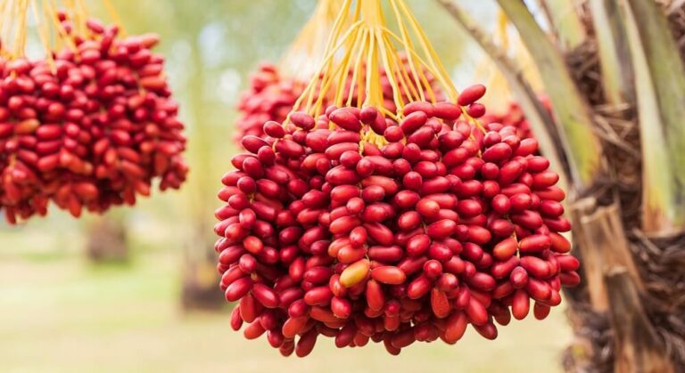 Discover the Health Benefits of Dates: A Comprehensive Guide