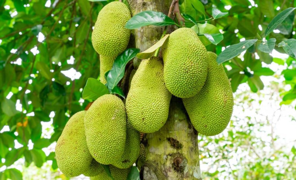 Jackfruit Benefits: Top Nutrition & Health Facts Guide