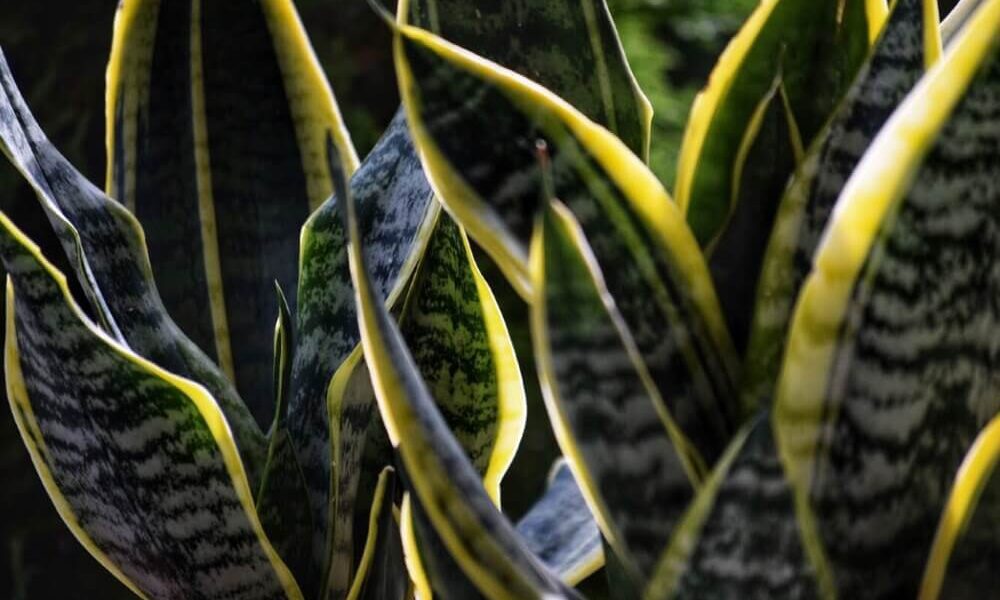 Snake Plant Benefits: Health, Air Purification & Easy Care